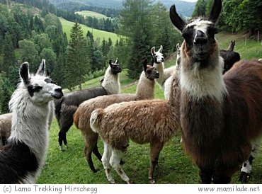 Lama Schnupperwanderung in Hirschegg | Mamilade Ausflugsziele